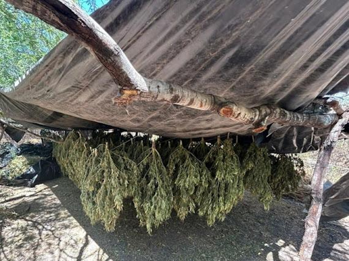 Aseguran plantío y secadero de marihuana en las comunidades de El Dique y Calomato en Mocorito ...