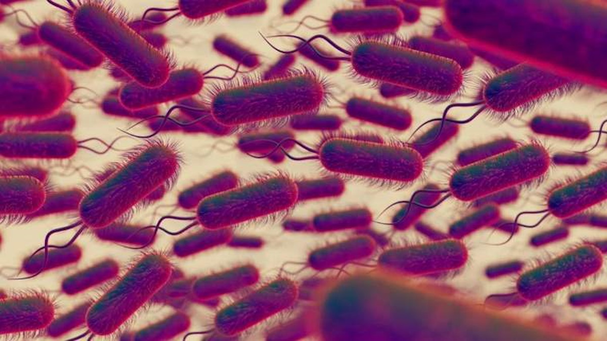 Bacteria Klebsiella Oxytoca ¿Qué afecta y cuáles son sus síntomas? | Los Noticieristas