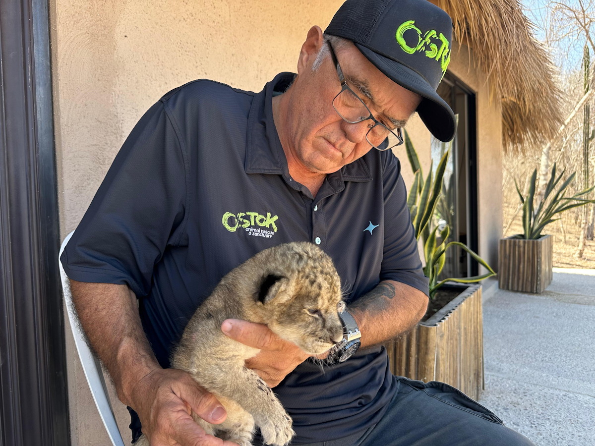 Nace cachorra de león; es cría de dos felinos rescatados por Ostok, uno ...