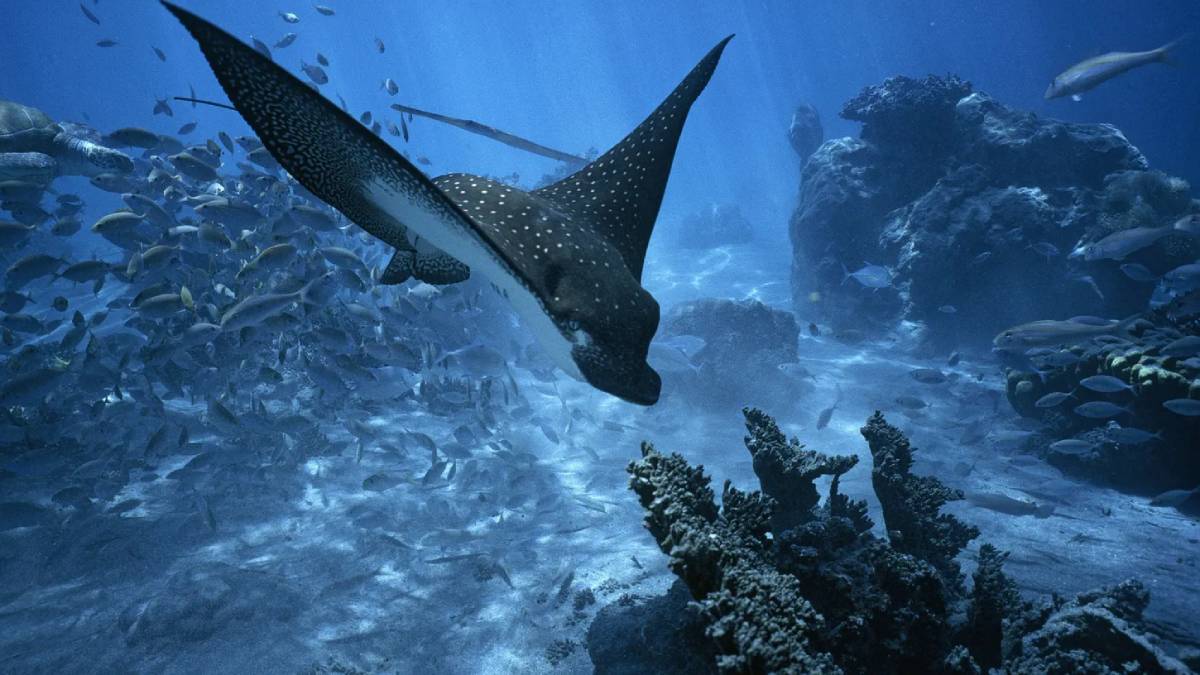 8 de junio: Día Mundial de los Océanos; protejamos el corazón azul de ...