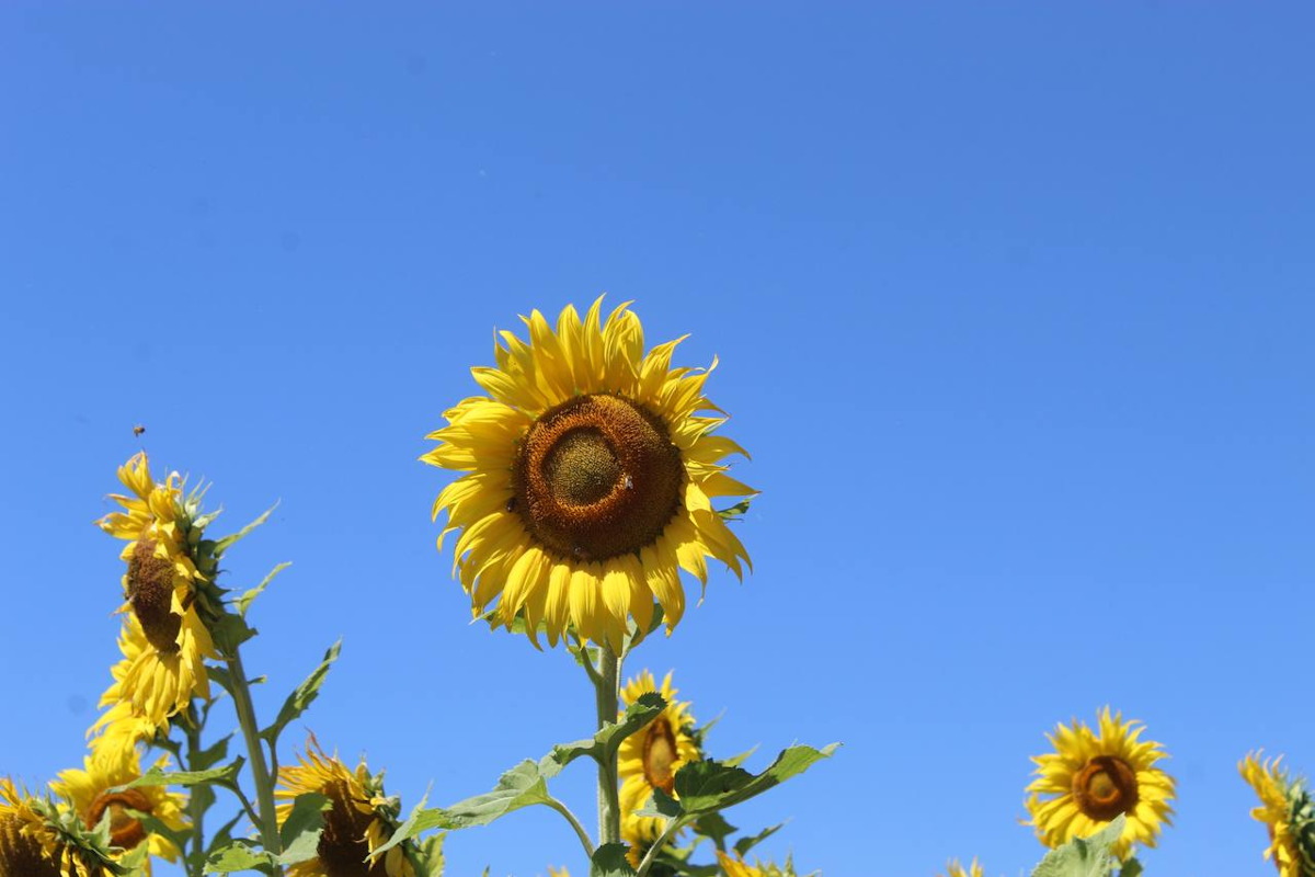 ¡No es Mocorito! Florecen en Corerepe 100 hectáreas de girasoles | Los ...