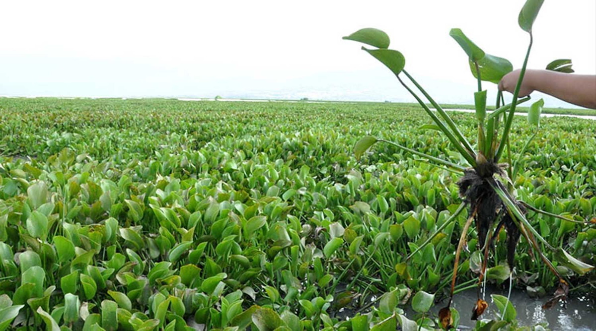 El lirio acuático es una especie invasora que genera un problema ecológico en los ríos de ...