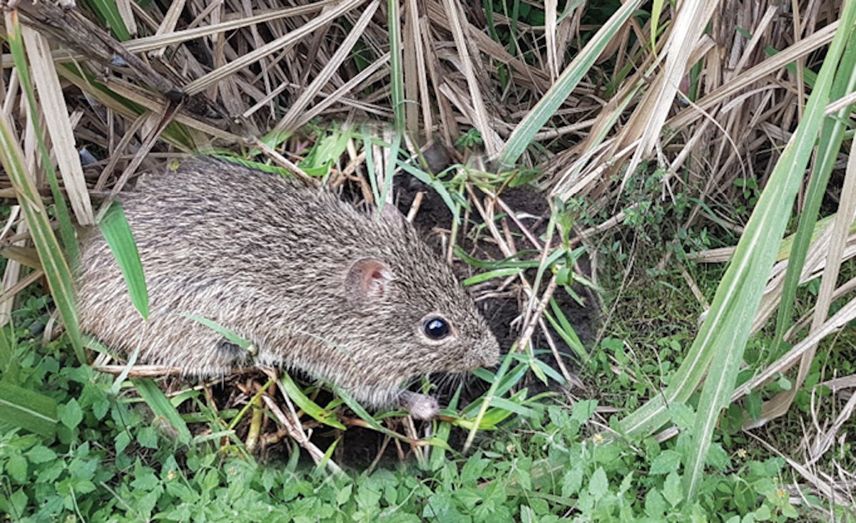 Acciona JLSV en El Carrizo campaña contra rata de campo para evitar ...