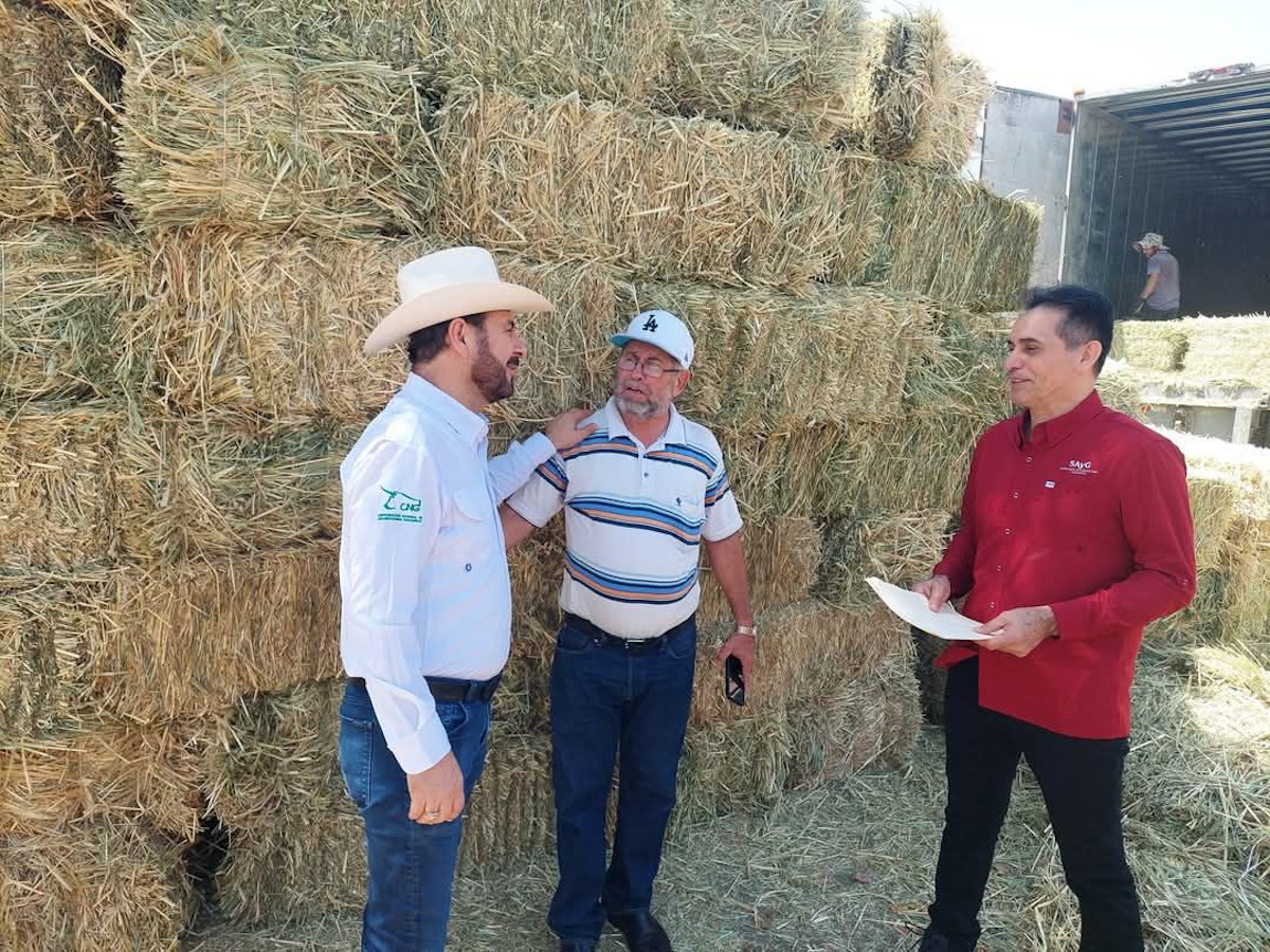 ¡Atención ganaderos! Abre UGRS convocatoria para entrega de forraje gratuito en apoyo por sequía ...