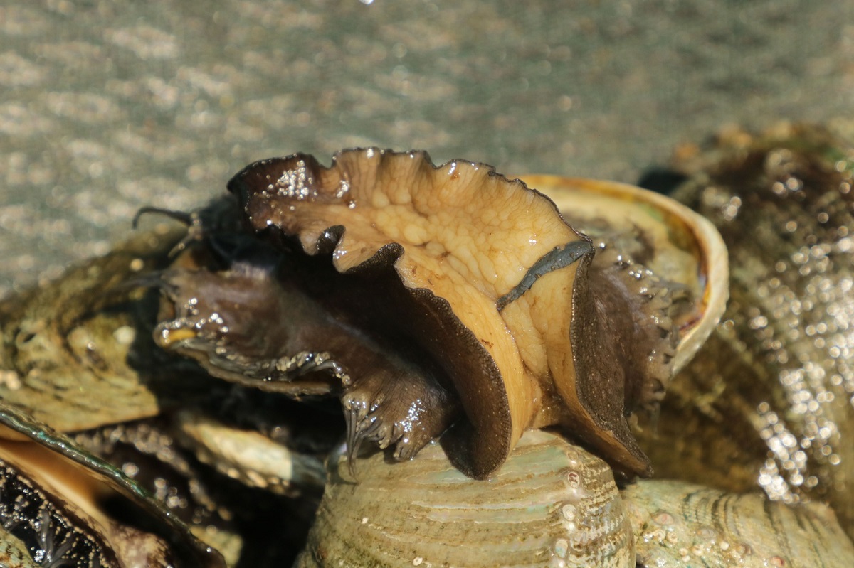 Comienza la veda temporal de pulpo y almeja generosa este 1 de enero ...