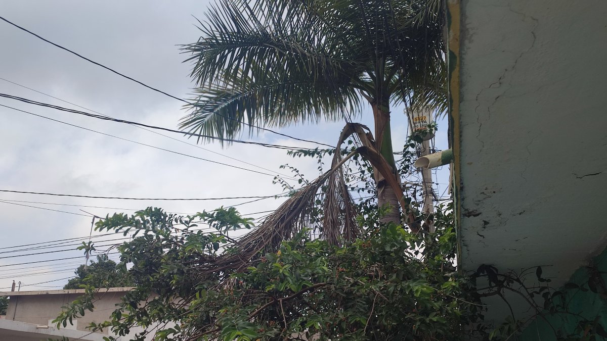 Ante el riesgo de electrocución no manipulen los árboles, la CFE hace ...