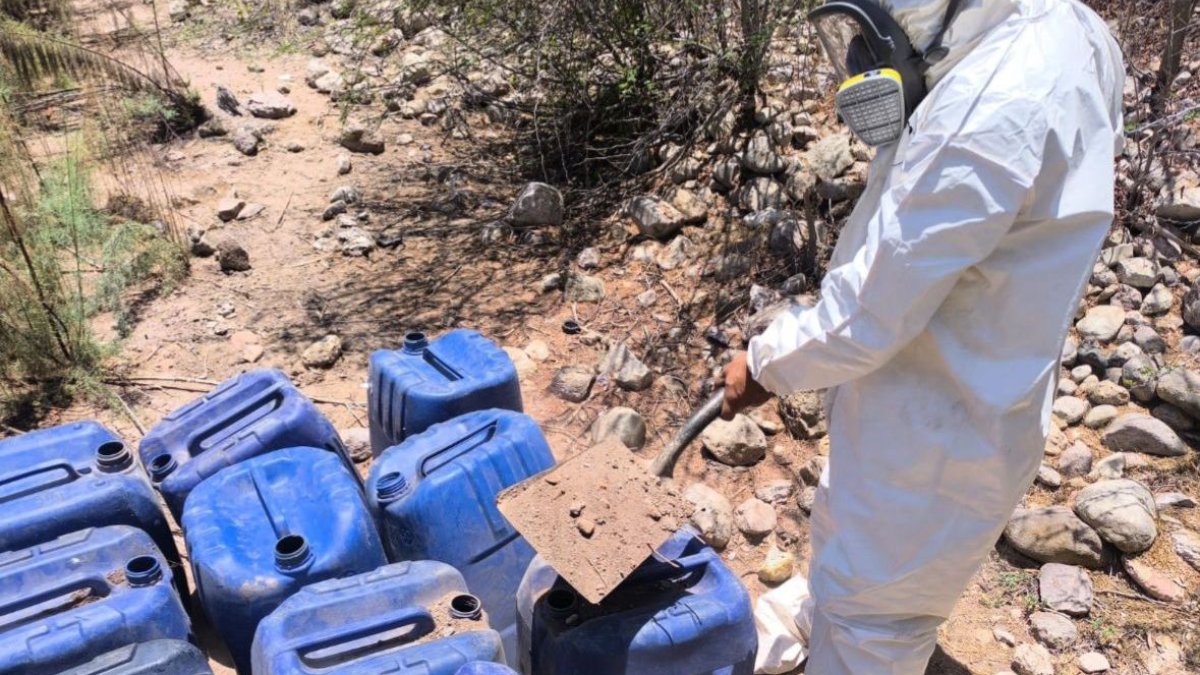 Aseguran plantío de mariguana y 3 áreas de concentración de precursores ...