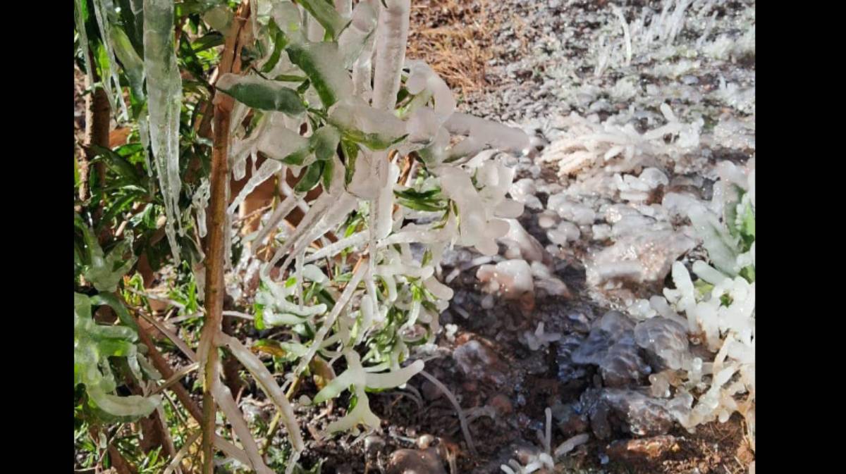 Frío extremo llega al “Triángulo Dorado”, amanecen con escarcha y agua ...