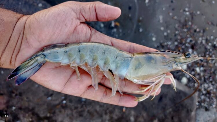 Frustrado juez porque no hay decomiso de camarón de Ecuador