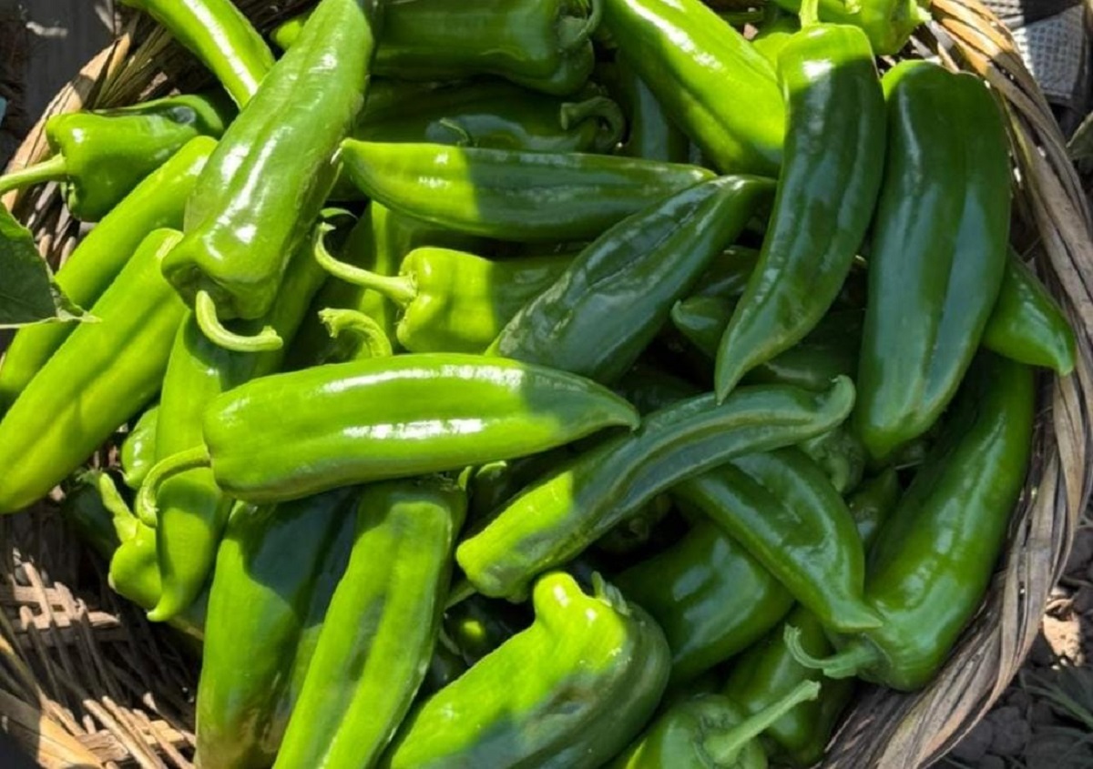 Picosos alcanzan mejores precios; agricultores de Mazatlán agradecen ...