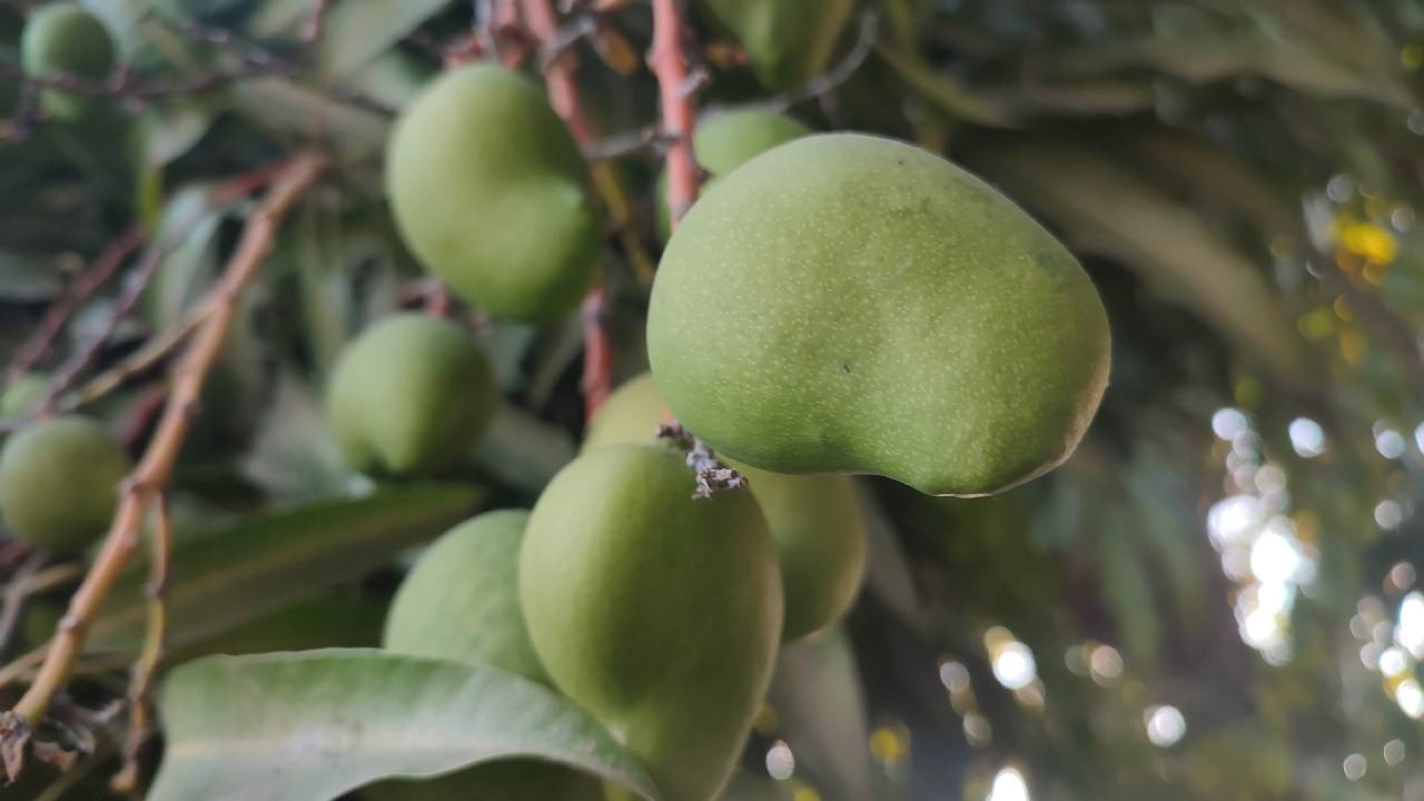 De forma ordenada y un programa específico, el Módulo de Riego Mavari ...