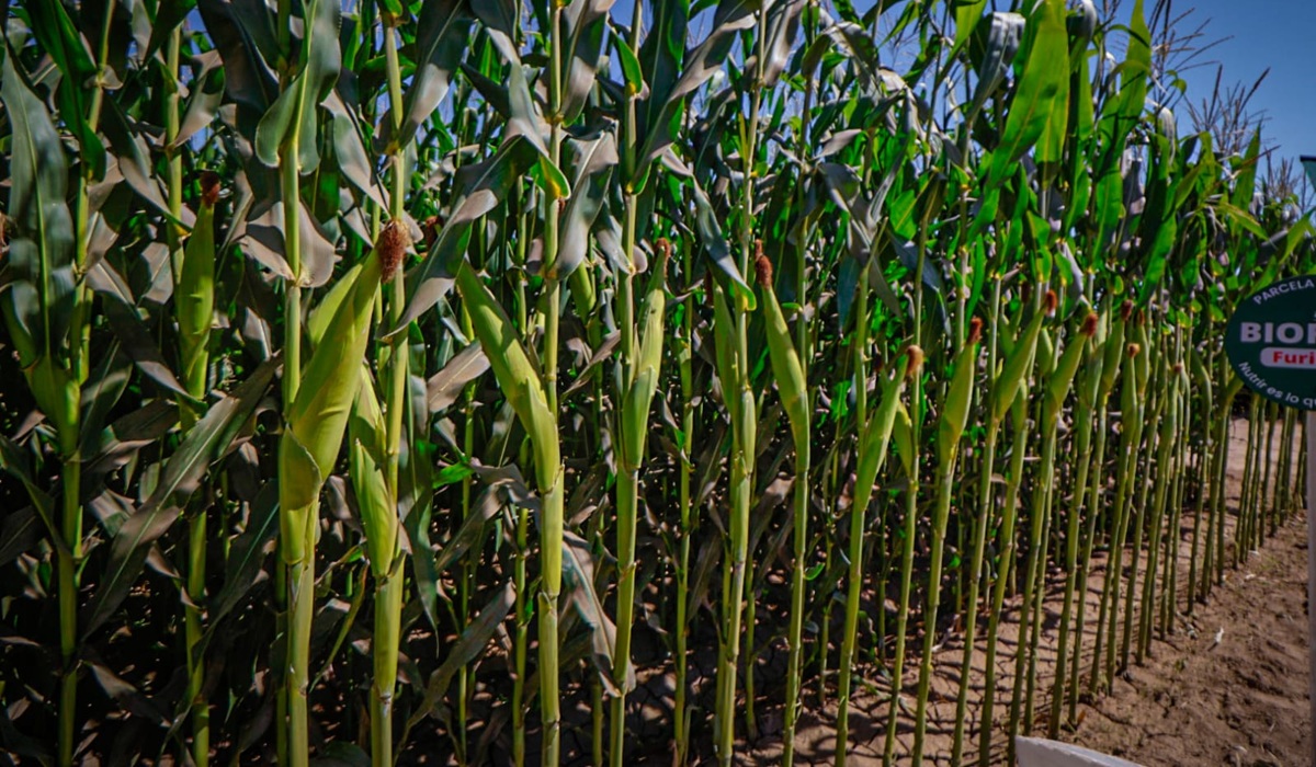 Cosecha de maíz 2024-2025 estará sin esquema de apoyos: AARFS | Los ...