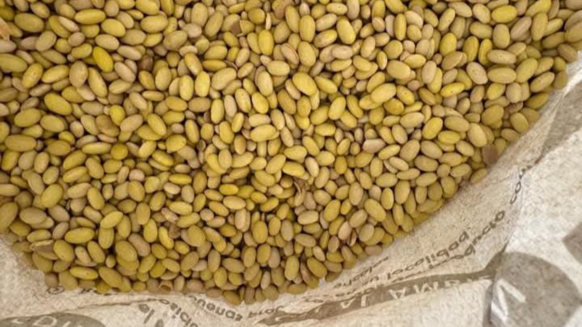 De media a buena, así culminó la temporada de frijol en Sinaloa | Los ...