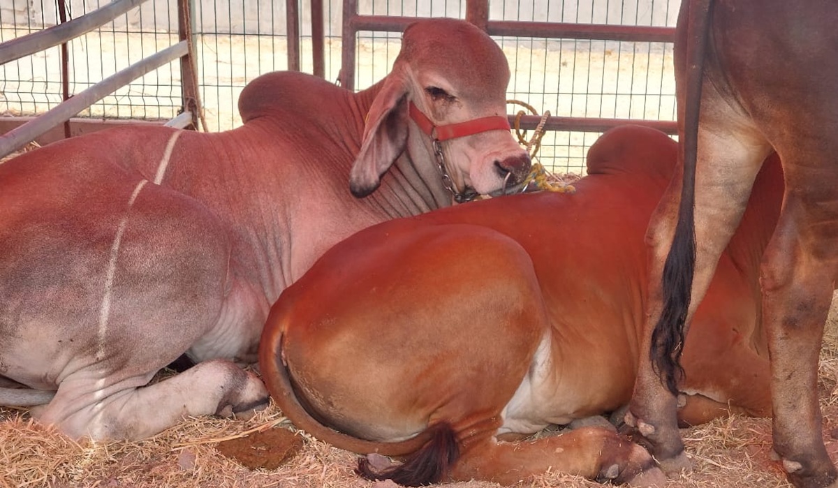 Exhortan a ganaderos de Ahome a colocar el título de fierro a sus animales y no correr riesgo de ...