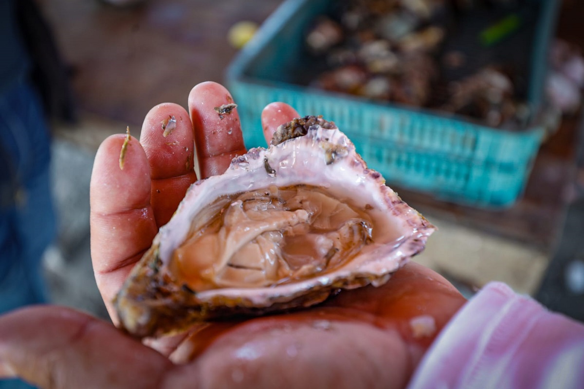 Concluyen temporada de capturas de ostión; inician la veda del producto ...