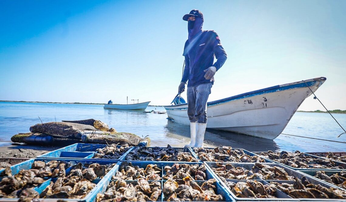 Ostión de cultivo permite colocar a Sinaloa en segundo lugar a nivel ...