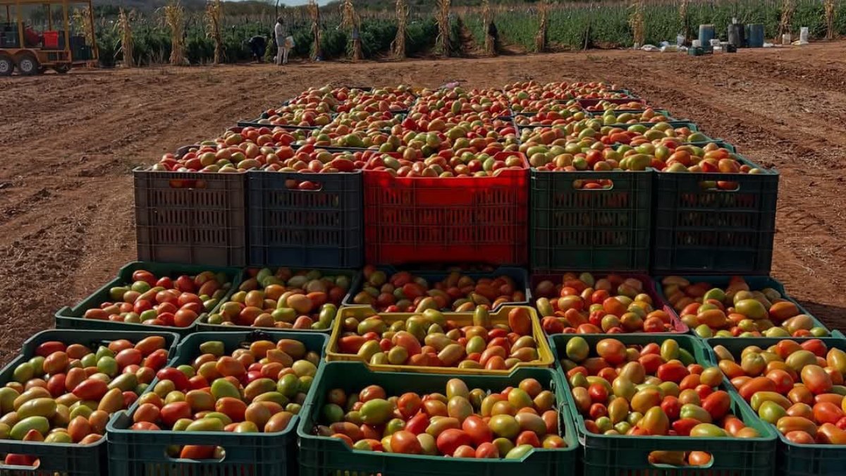 Productores del sur de Sinaloa consideran la agricultura por contrato ...