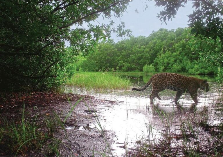 ¿Qué tanto sabes de los ecosistemas de Sinaloa?