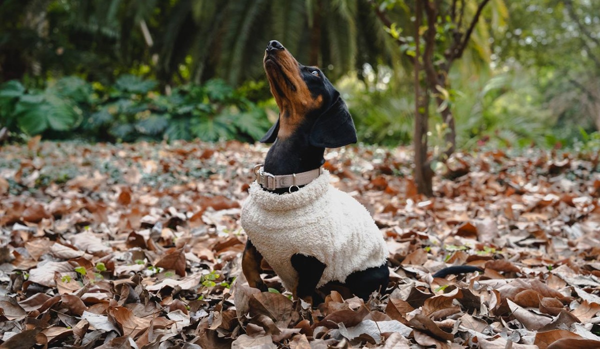 Jardín Botánico Culiacán promueve una cultura dogfriendly; disfruta ...