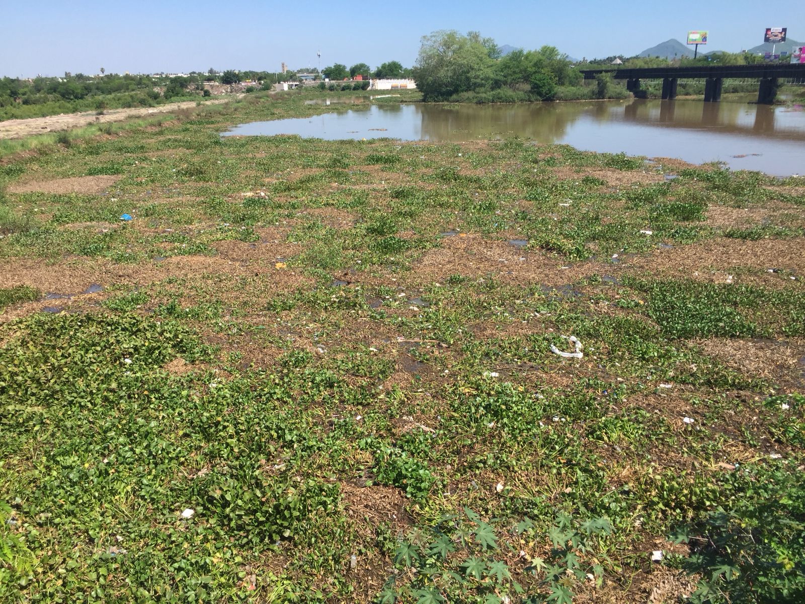 El lirio acuático es una especie invasora que genera un problema ecológico en los ríos de ...