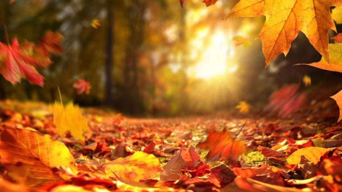 Descubre por qué el Otoño en México es la época más esperada del año ...