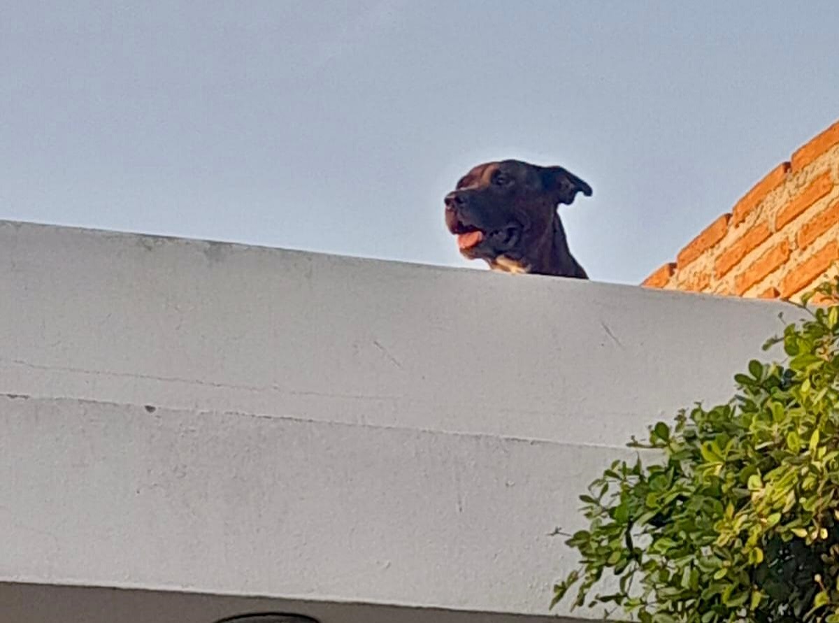 Aseguran perro pitbull que invadió el techo de una casa en la colonia ...