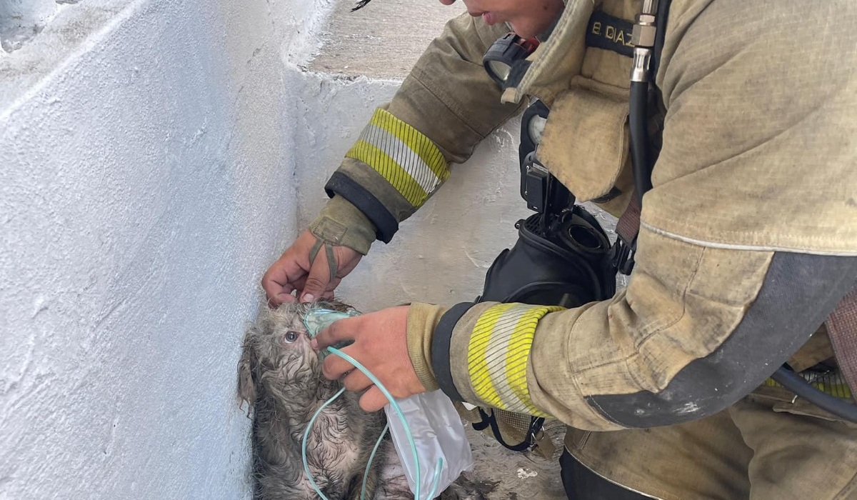¡Humanos o no, todos importan! Rescatan a perrito de las llamas en ...
