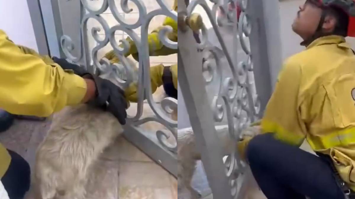 ¡Heroico rescate perruno en Mazatlán! Peludito había quedado atorado en barandal de un domicilio ...