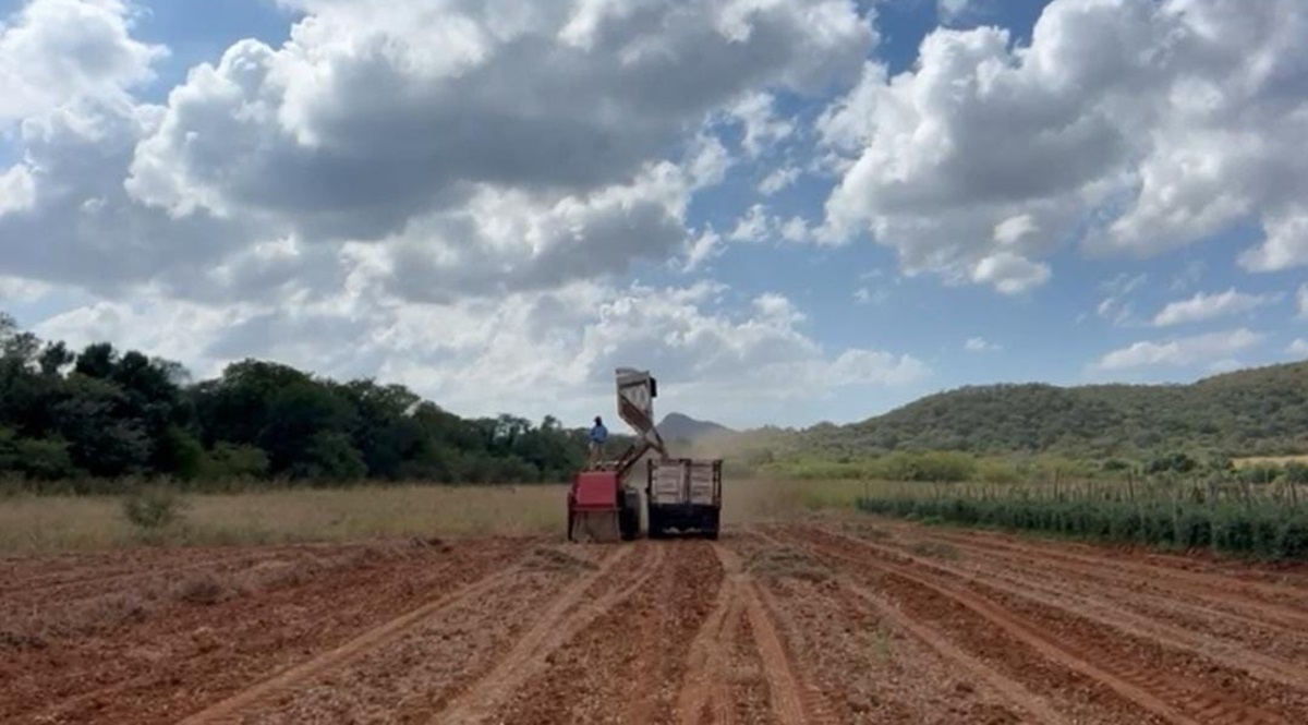 En Mocorito, productores dan inicio con las trillas de cacahuate