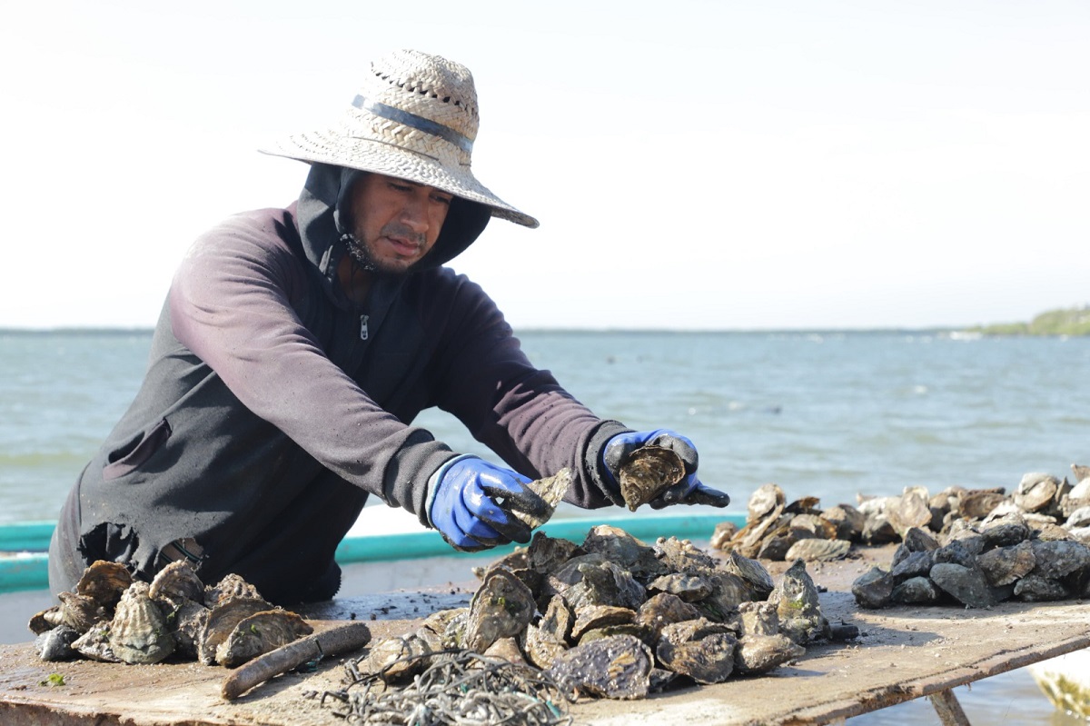 Comienza la veda temporal de pulpo y almeja generosa este 1 de enero ...