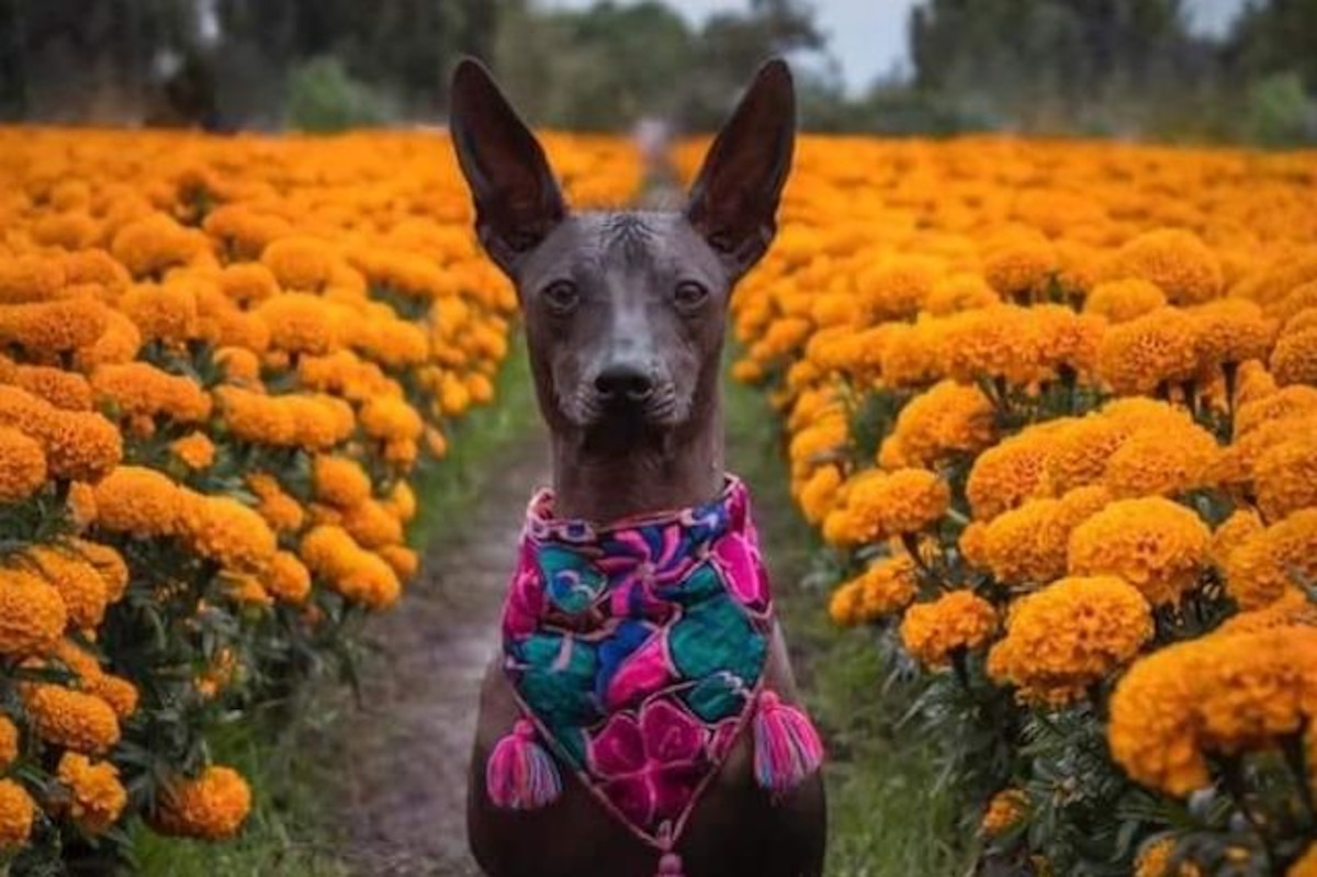 El xoloitzcuintle | Guía espiritual en el Día de Muertos